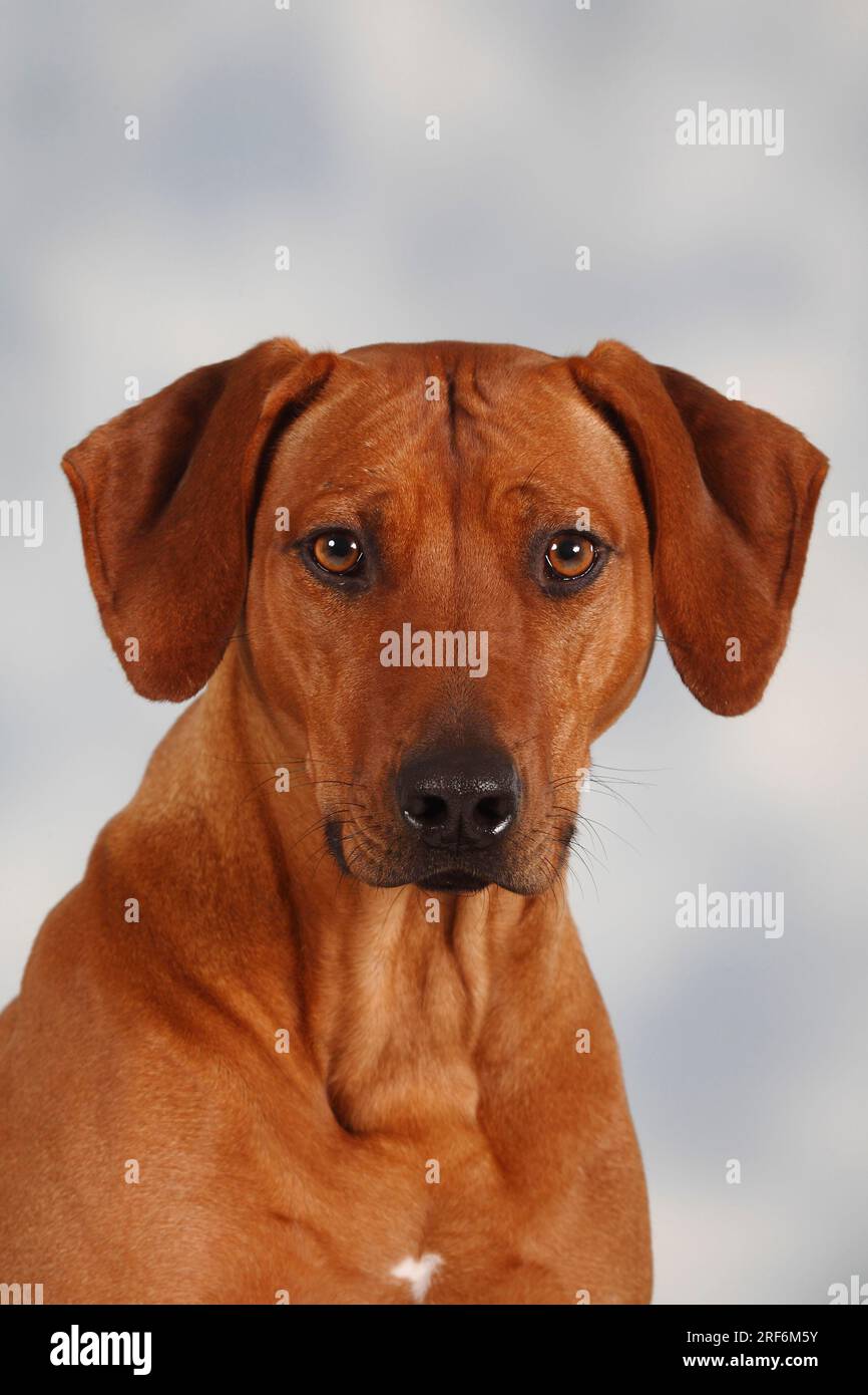 Rhodesian Ridgeback also known as African lion dog Stock Photo - Alamy