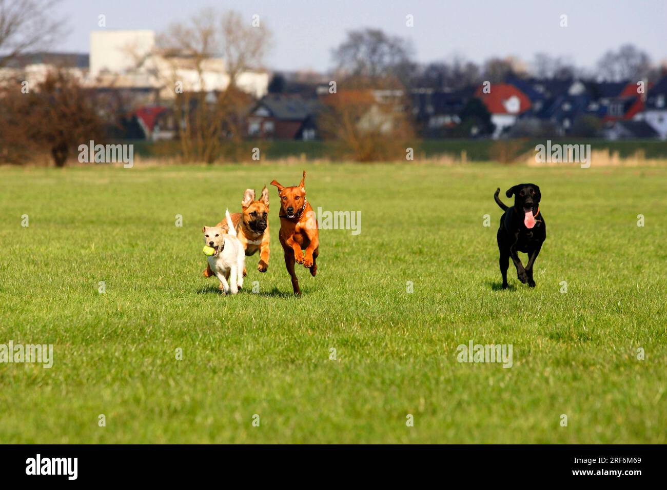 Rhodesian Ridgeback, Parson Jack Russell Terrier and Mongrel Dogs ...