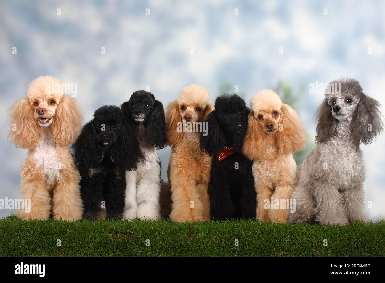 Dwarf poodle, different colours Stock Photo - Alamy