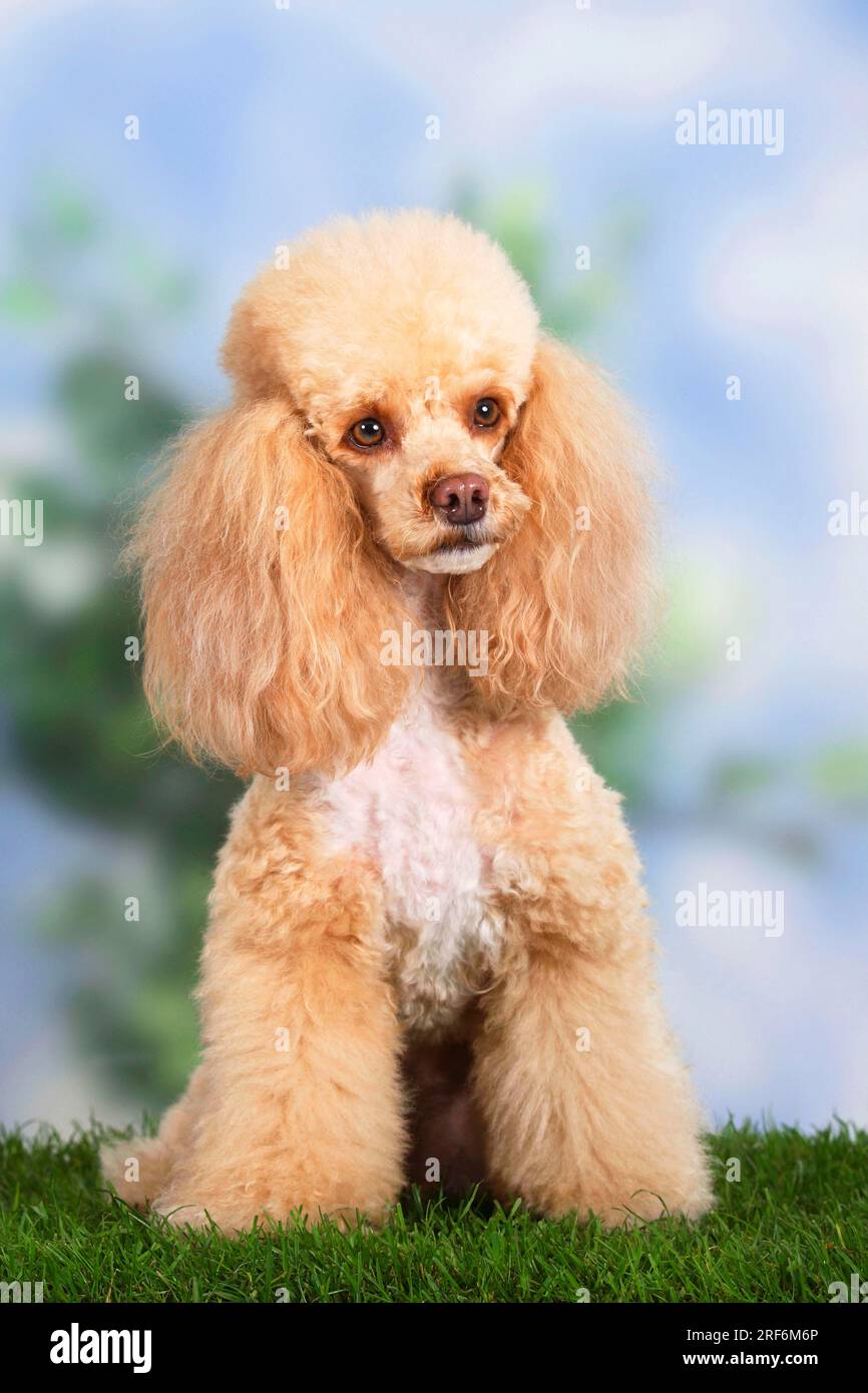 Adult Teacup Poodle