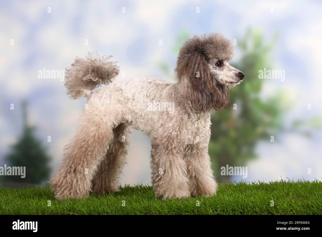 Silver poodle hi-res stock photography and images - Alamy
