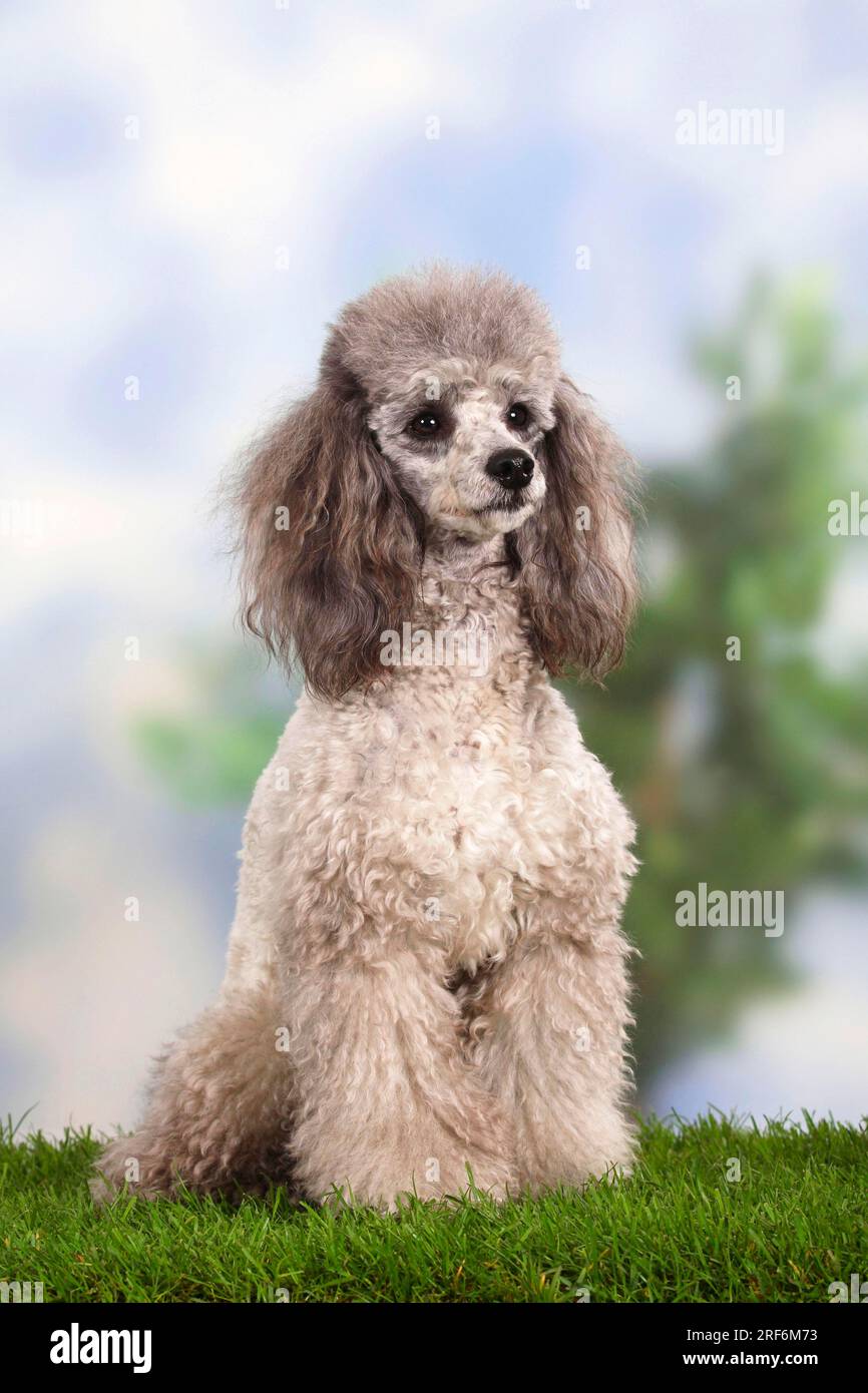 Dwarf poodle, silver Stock Photo - Alamy