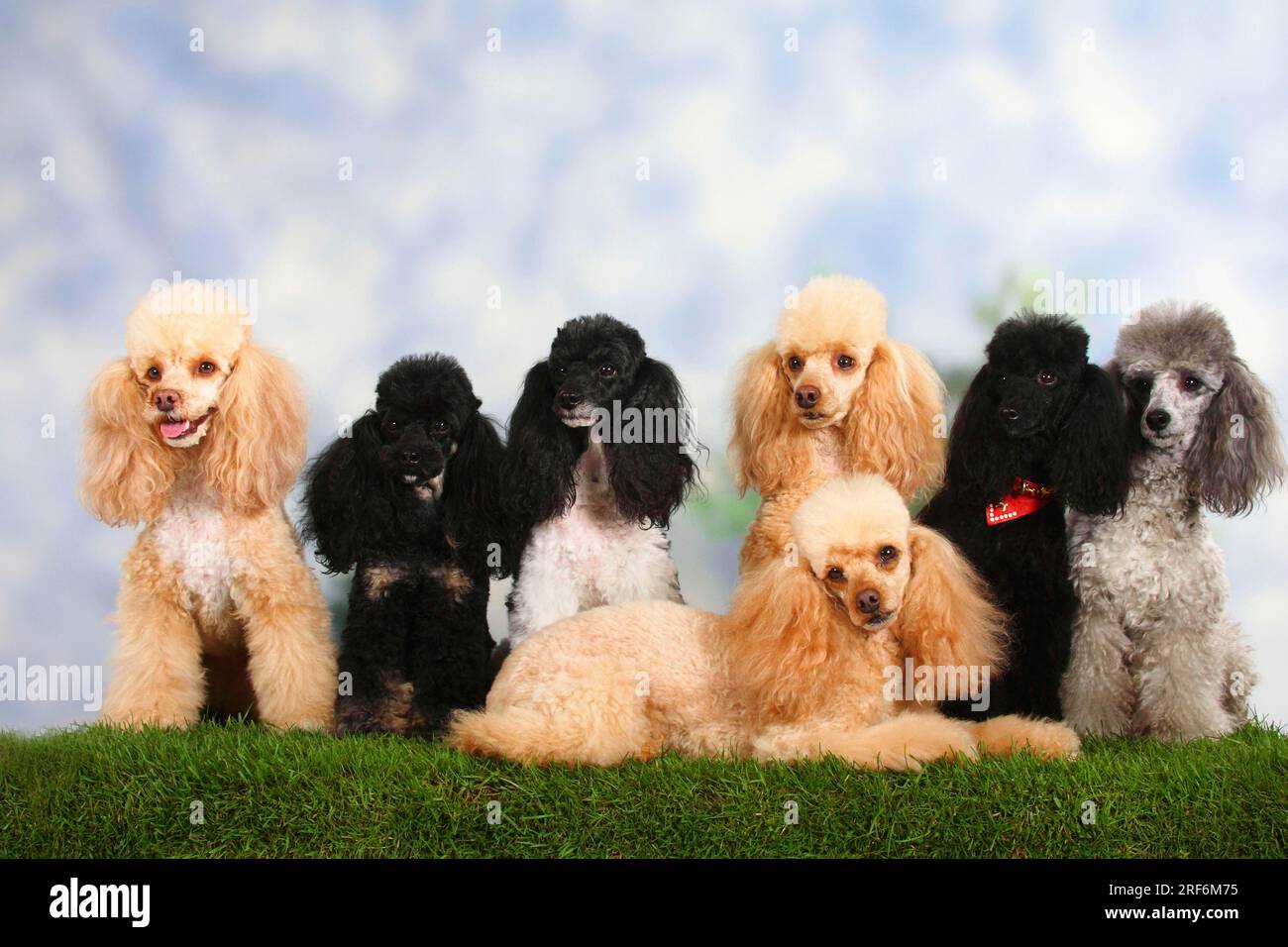 Dwarf poodle, different colours Stock Photo - Alamy