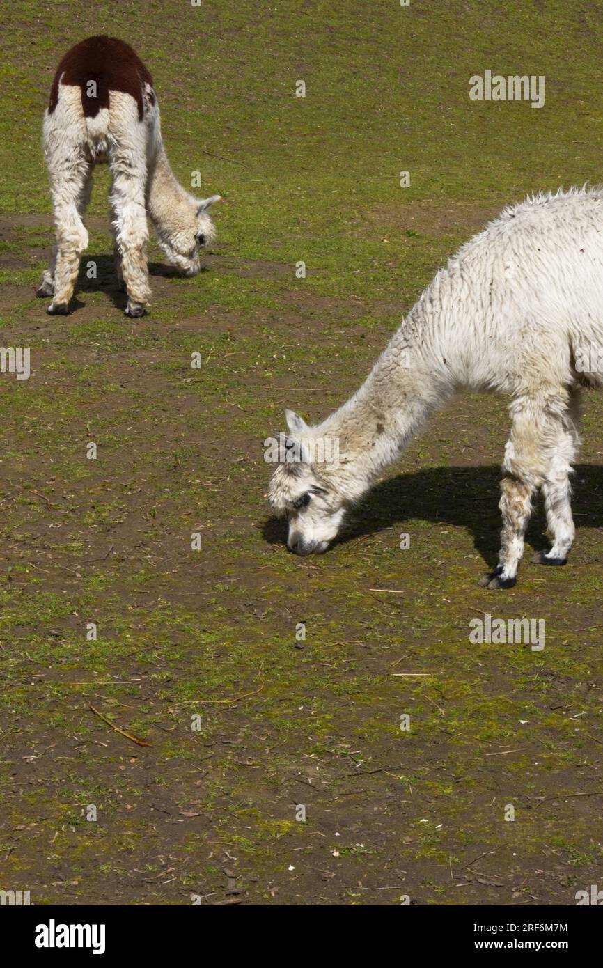 Alpaca britain hi-res stock photography and images - Alamy