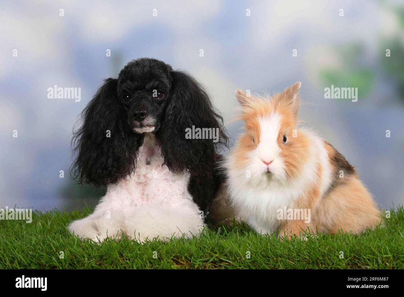 Dwarf Poodle, Harlequin, and Lion's Mane Dwarf Rabbit, Lion's Mane ...