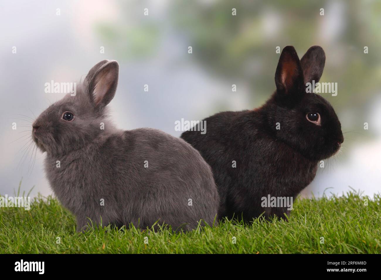Dwarf rabbit, black and blue, domestic rabbit, lateral Stock Photo - Alamy