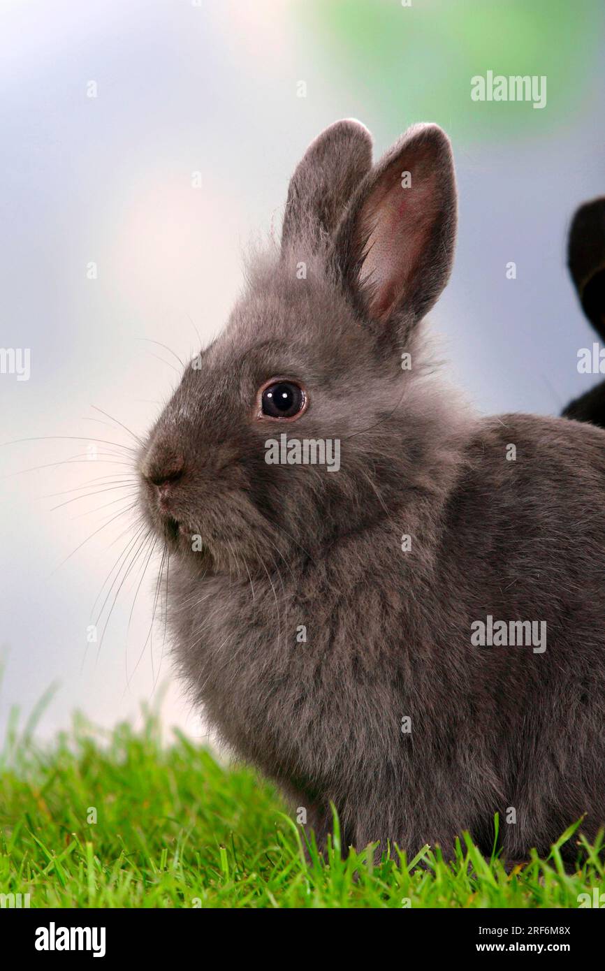 Blue rabbit head hi-res stock photography and images - Alamy