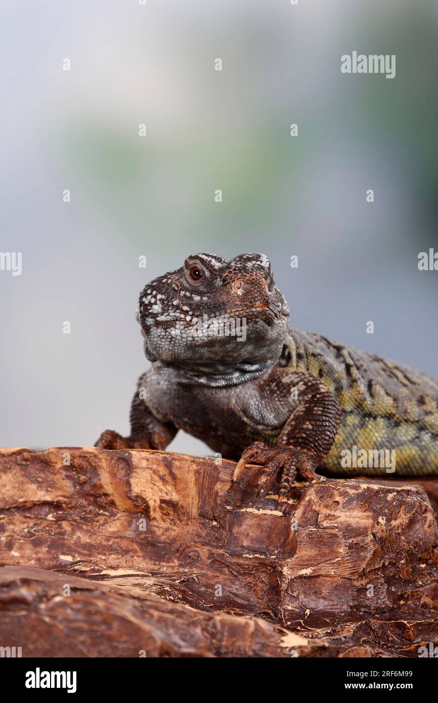 North african thorntail agama (Uromastyx acanthinurus) Variable spiny ...