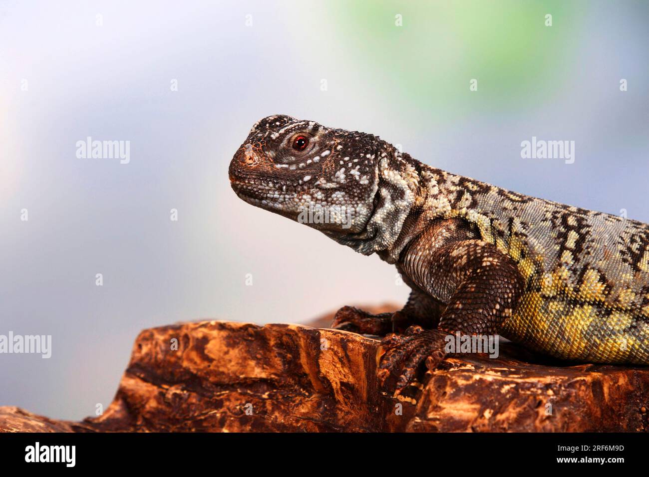 North african thorntail agama (Uromastyx acanthinurus) Variable spiny ...