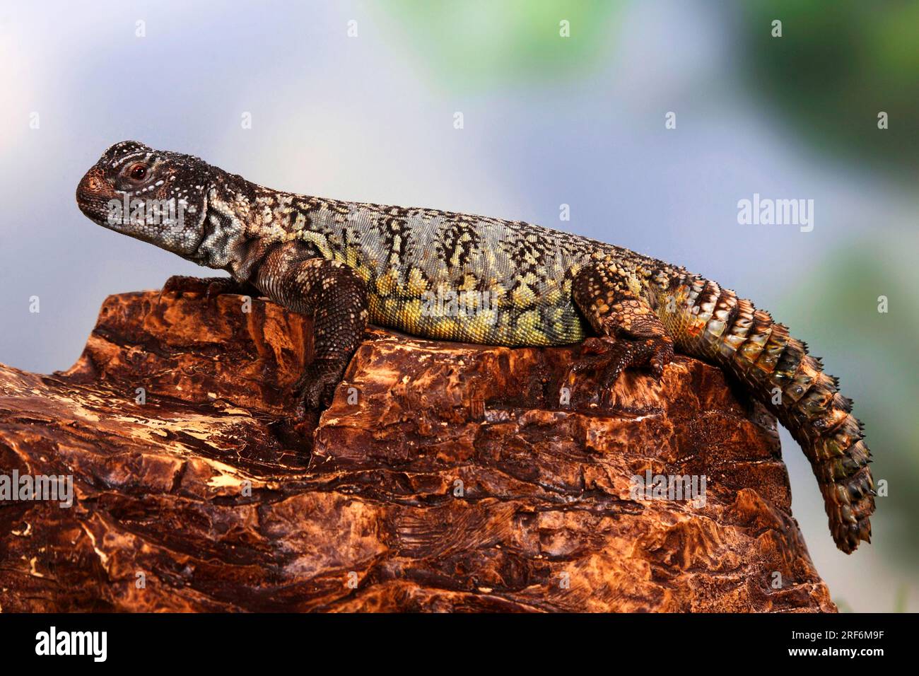 African Spiny-tailed Lizard (Uromastyx acanthinura) Dabbs Mastigure ...