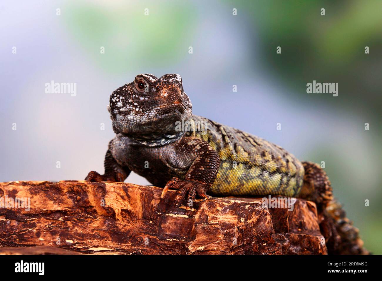 North african thorntail agama (Uromastyx acanthinurus) Variable spiny ...