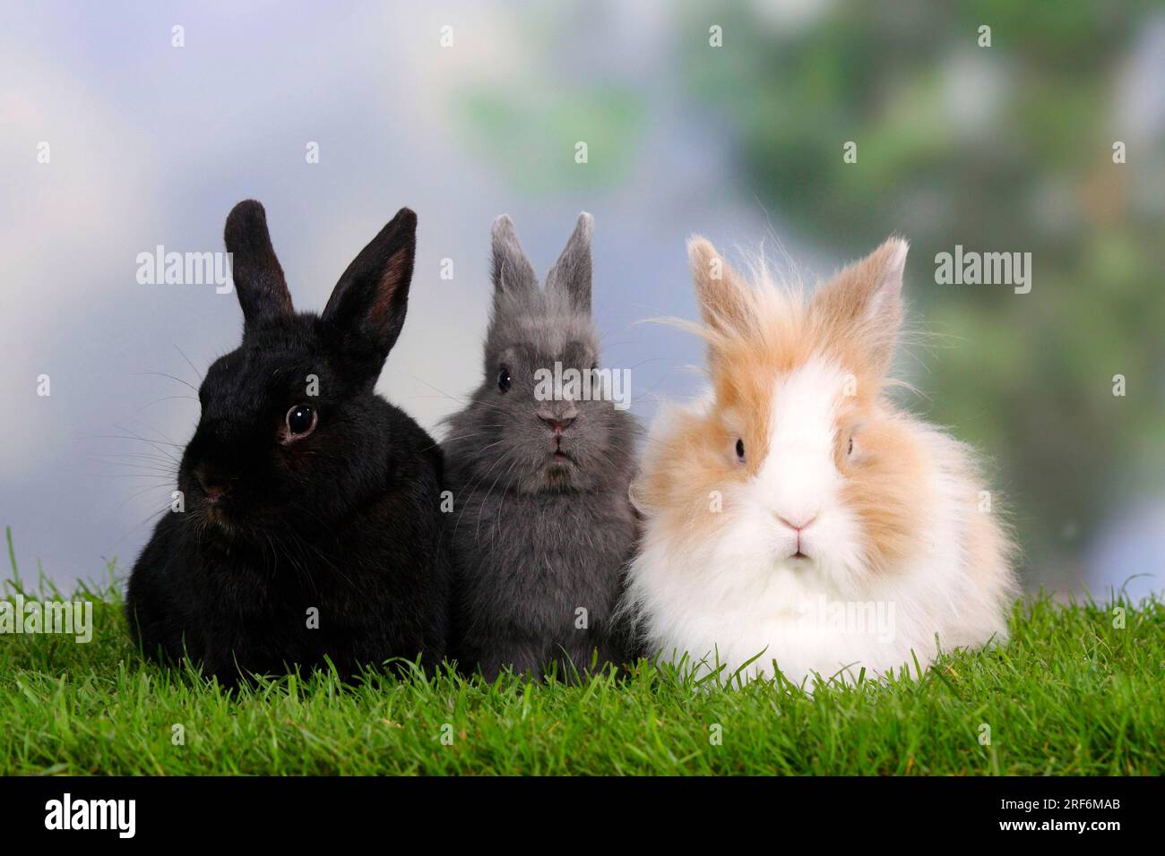 Lion-maned dwarf rabbits and dwarf rabbits, lion-maned dwarf rabbits ...