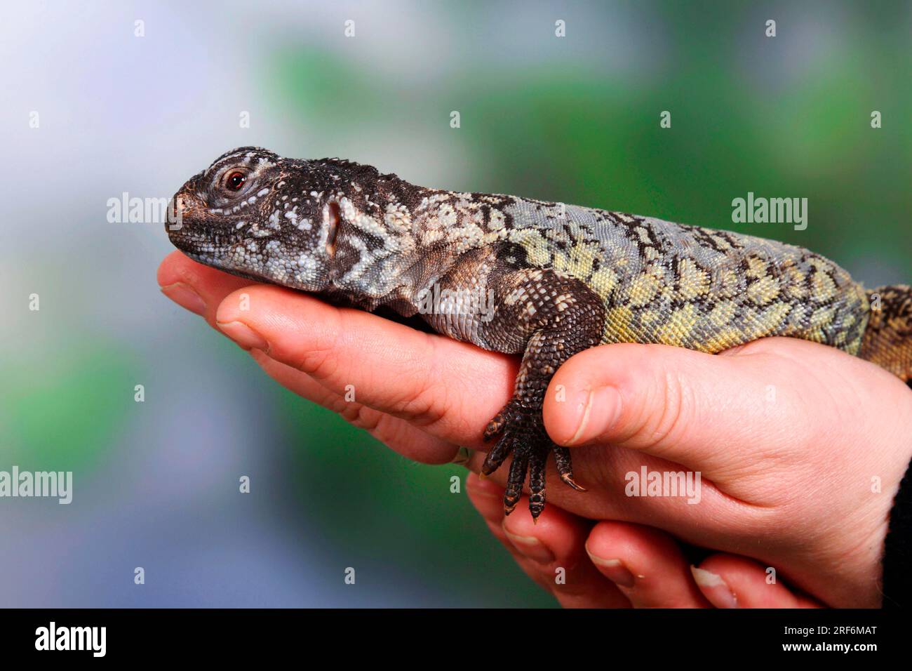 African Spiny-tailed Lizard on human hand (Uromastyx acanthinura) Dabbs ...