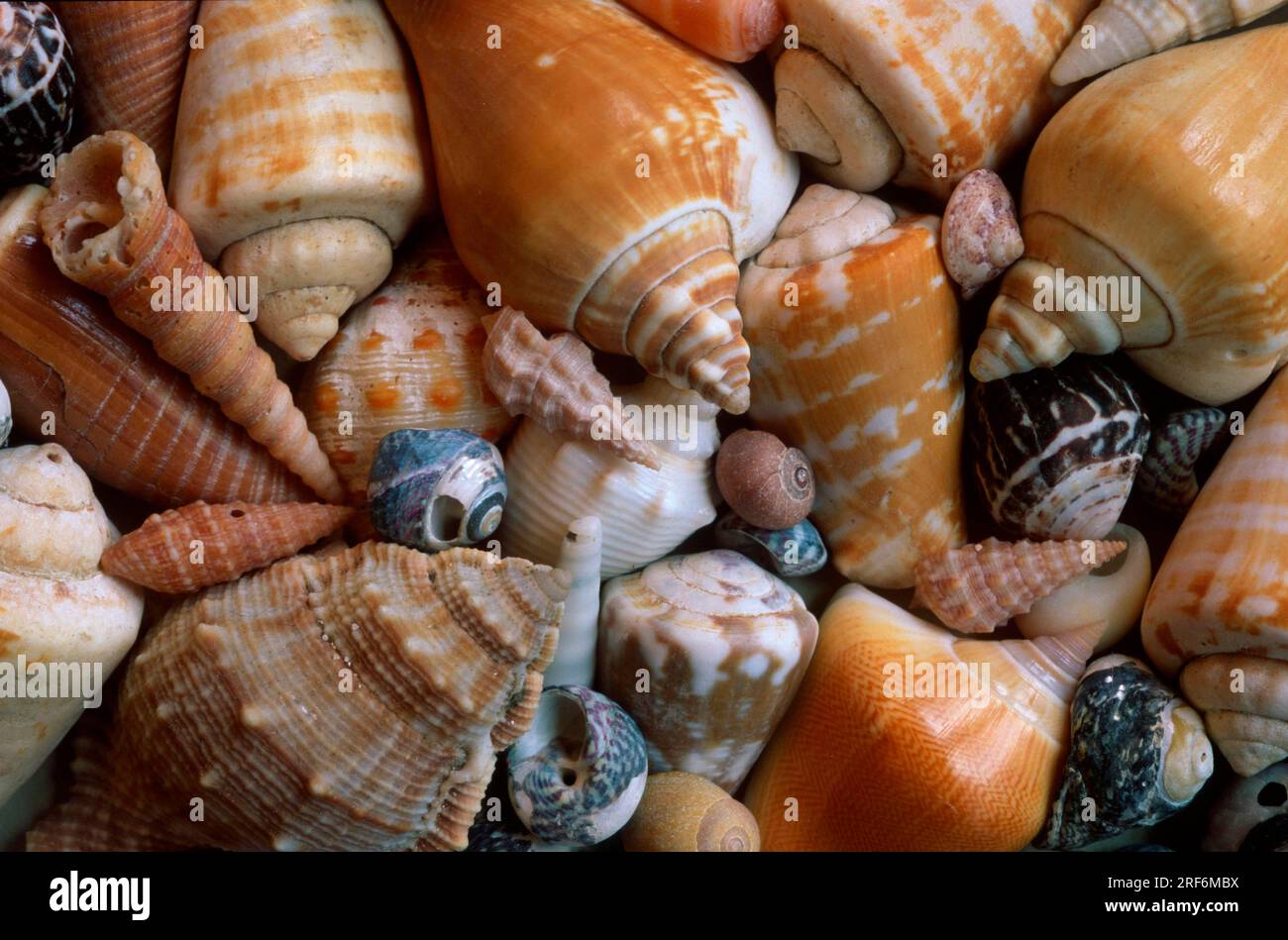 Snail shells, snail shell Stock Photo - Alamy