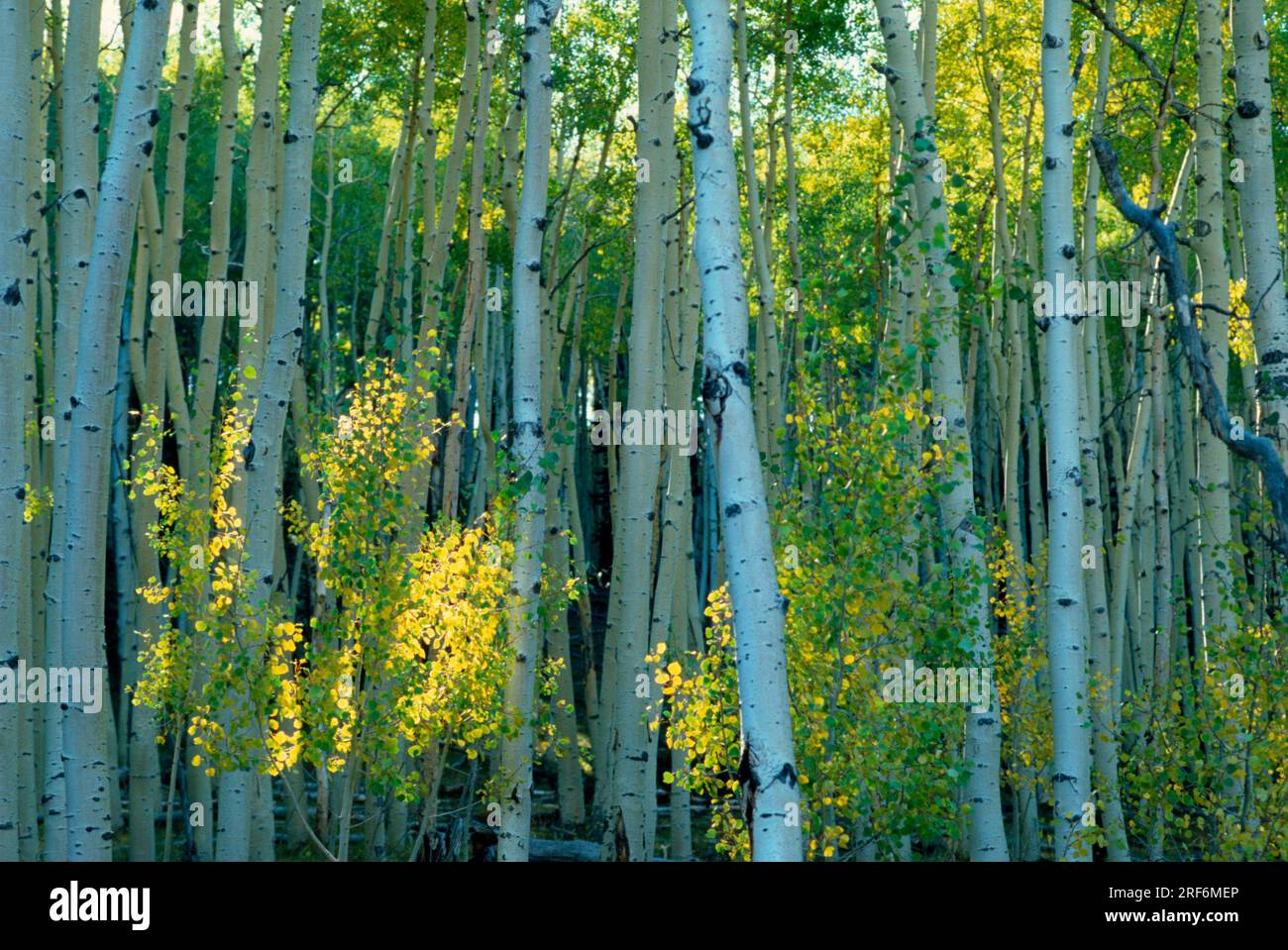 American poplars hi-res stock photography and images - Alamy
