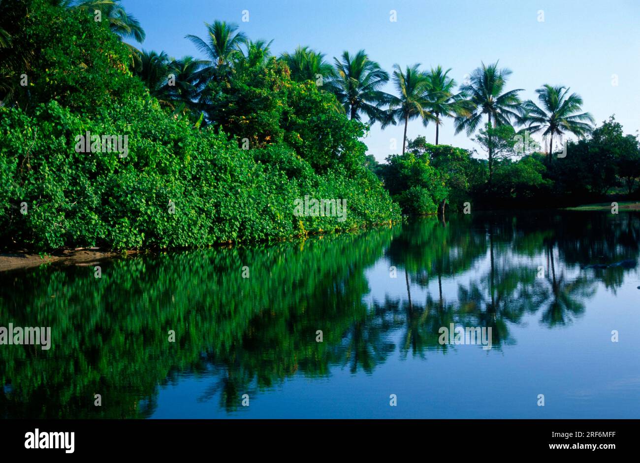 Lagoon with palm trees, Myanmar Stock Photo - Alamy