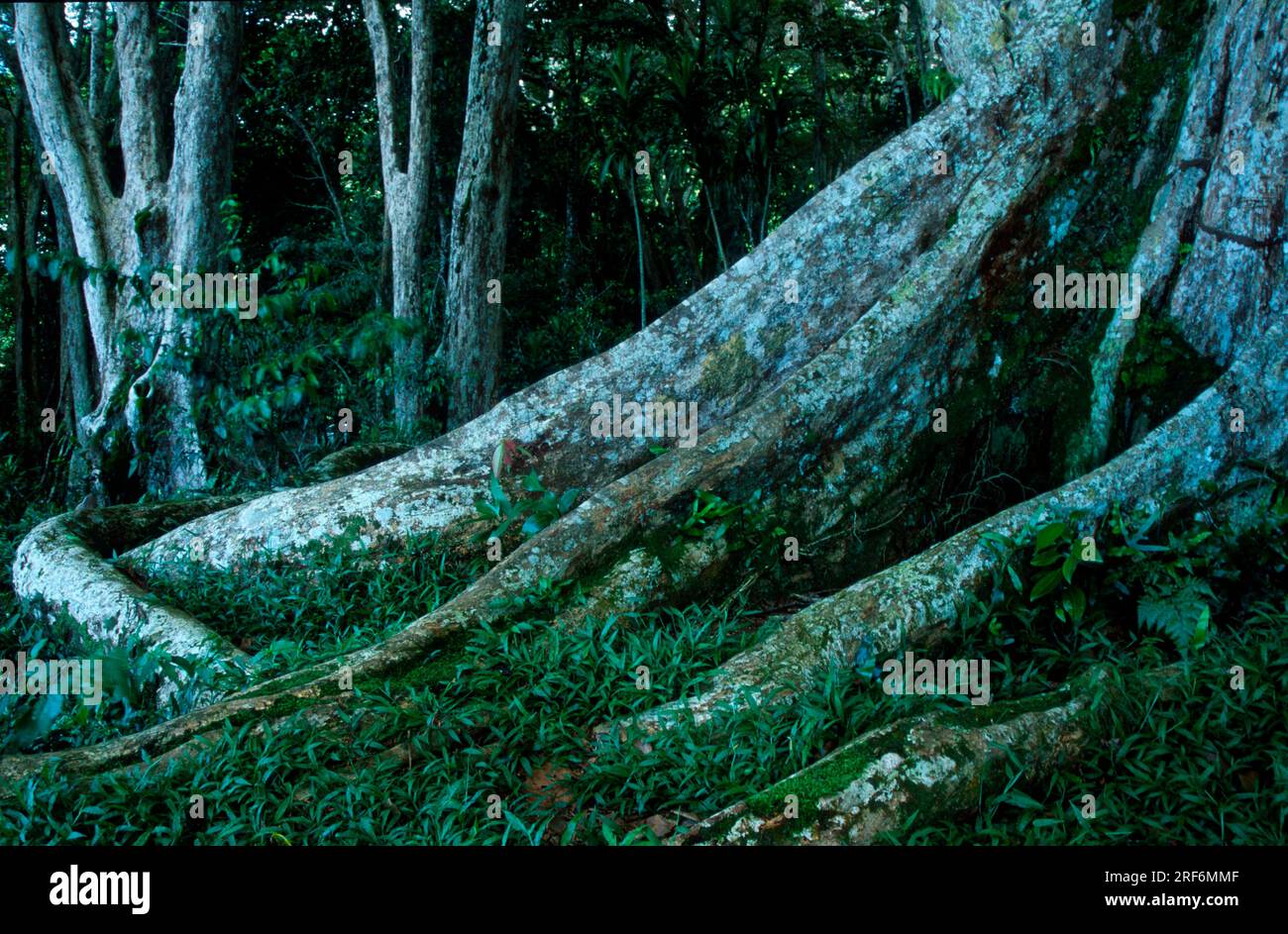 Tree root, Mahe Island, Seychelles Stock Photo - Alamy