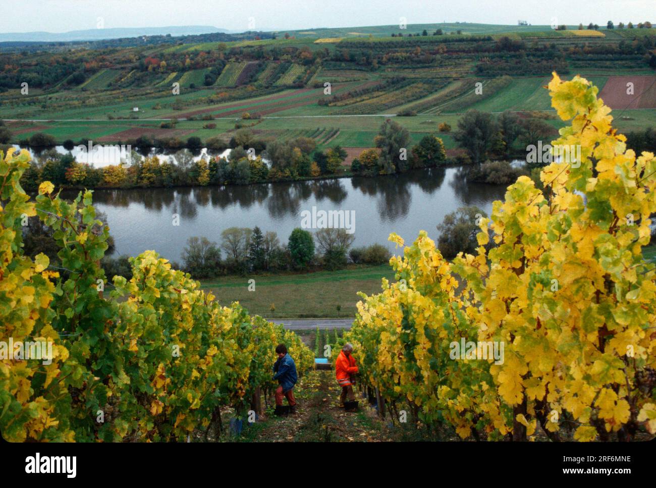 Grape grape harvest, near Volkach am Main, Mainfranken, Bavaria, Germany, wine harvest Stock ...