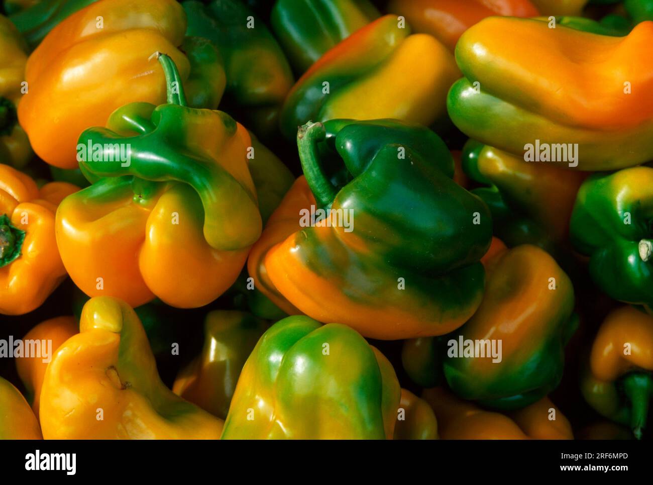 Sweet pepper (Capsicum annuum), fruits Stock Photo - Alamy