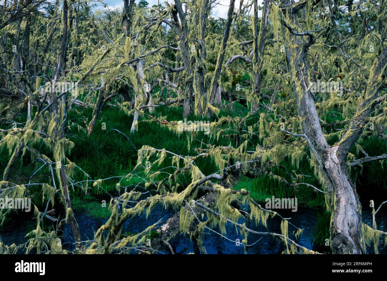 Southern Beech (Nothofagus antarctica), Patagonia, Chile Stock Photo ...