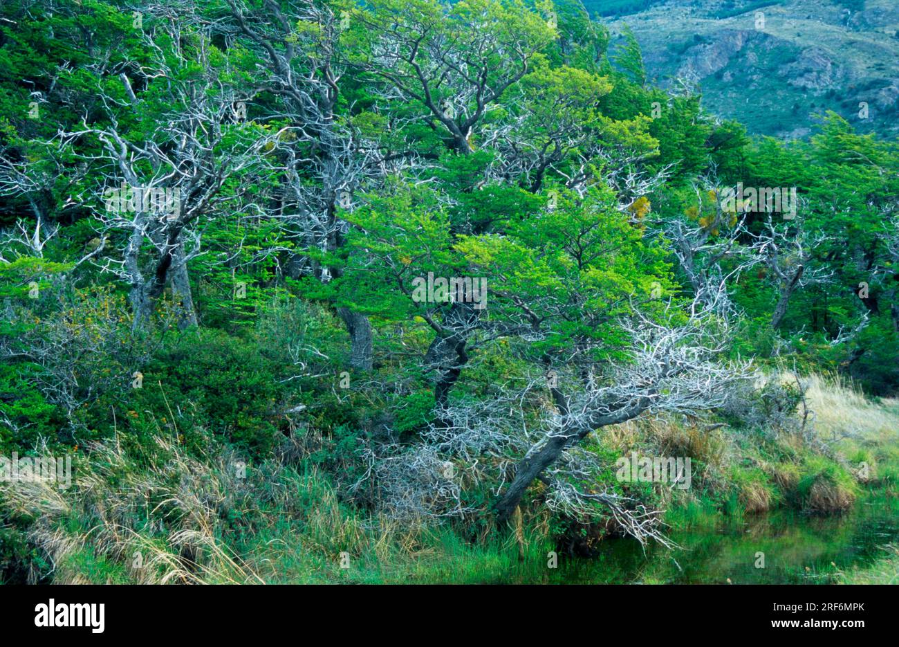 Southern Beech (Nothofagus antarctica), Patagonia, Chile Stock Photo ...