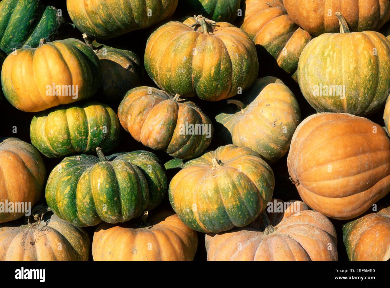 Garden pumpkins (Cucurbita pepo), pumpkin, garden squash Stock Photo ...