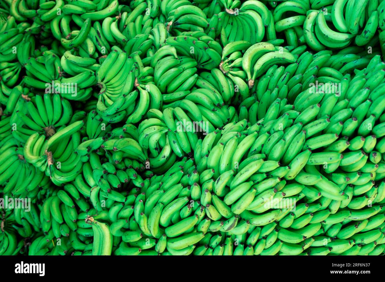 Bananas (Musa), banana Stock Photo - Alamy