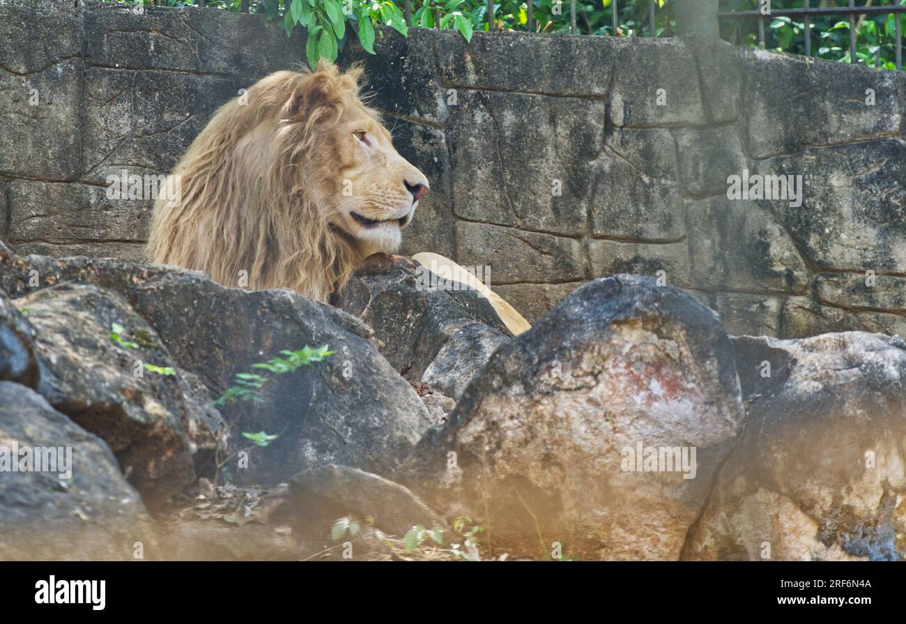 Big male lion hi-res stock photography and images - Alamy