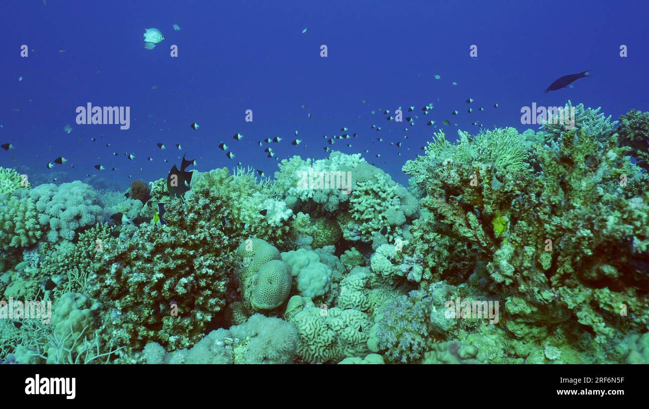 Beautiful tropical coral reef in coral garden in blue deep sea colorful ...