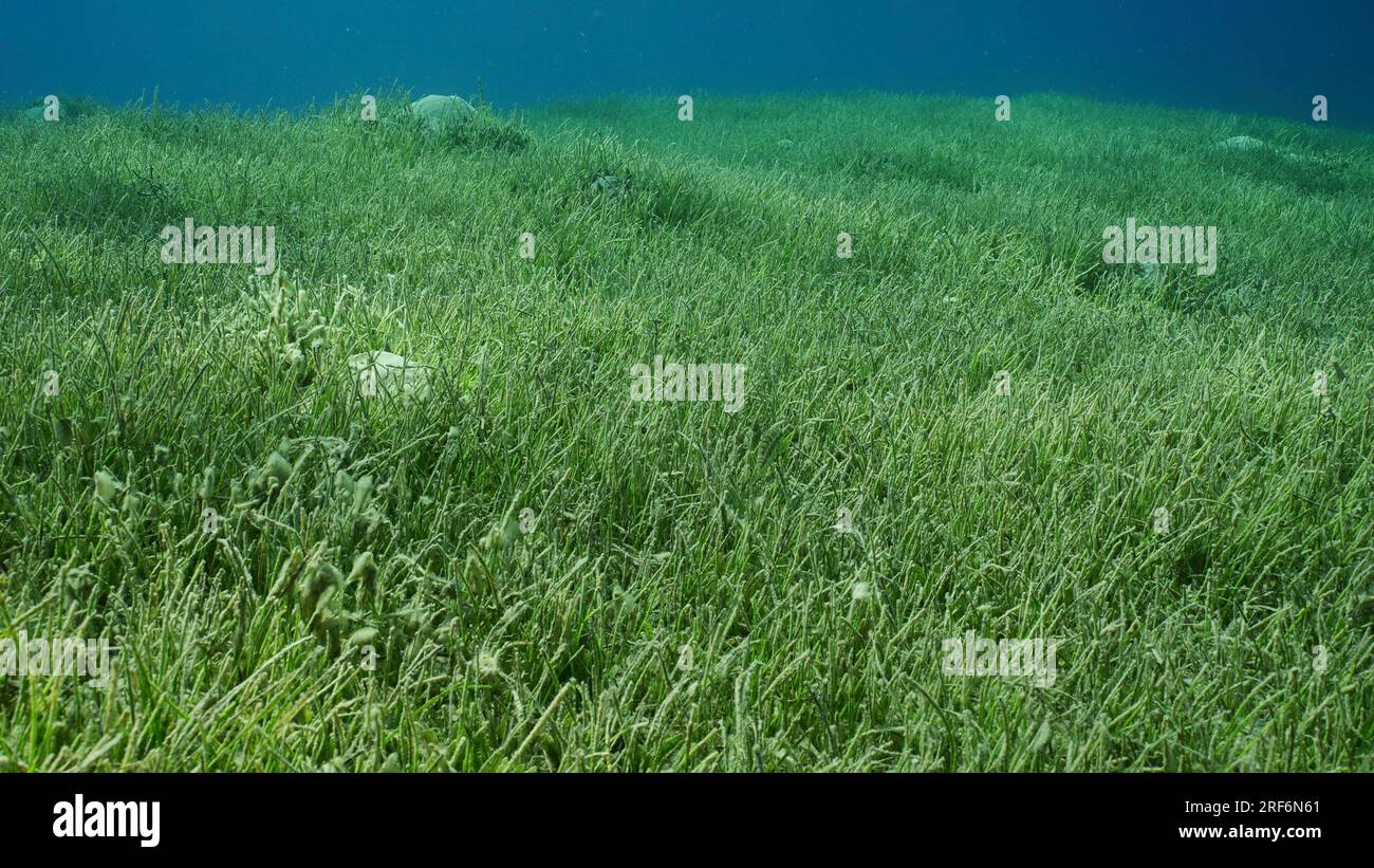 Seabed covered with green seagrass. Moving forward over seagrass meadow ...