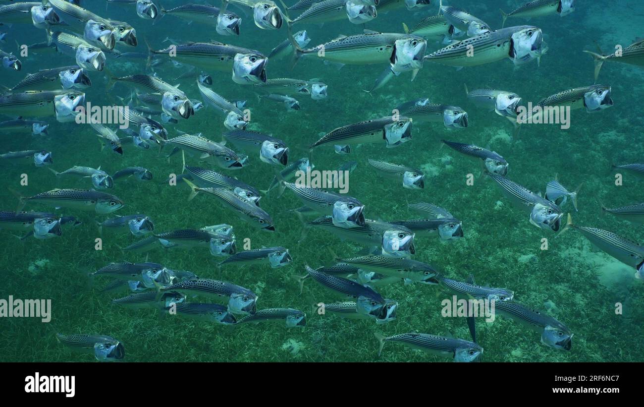 Top view on shoal of Striped Mackerel or Indian Nackerel (Rastrelliger ...