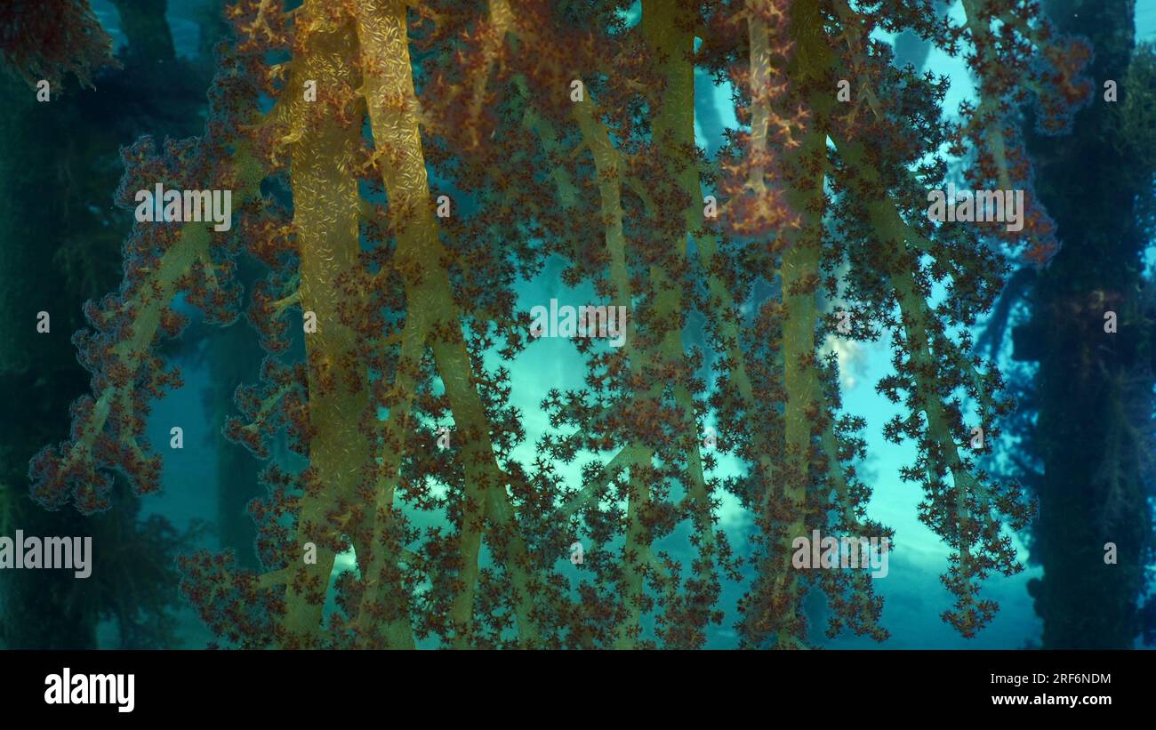 Bright multi-colored Soft Coral Dendronephthya hang in clusters from ...