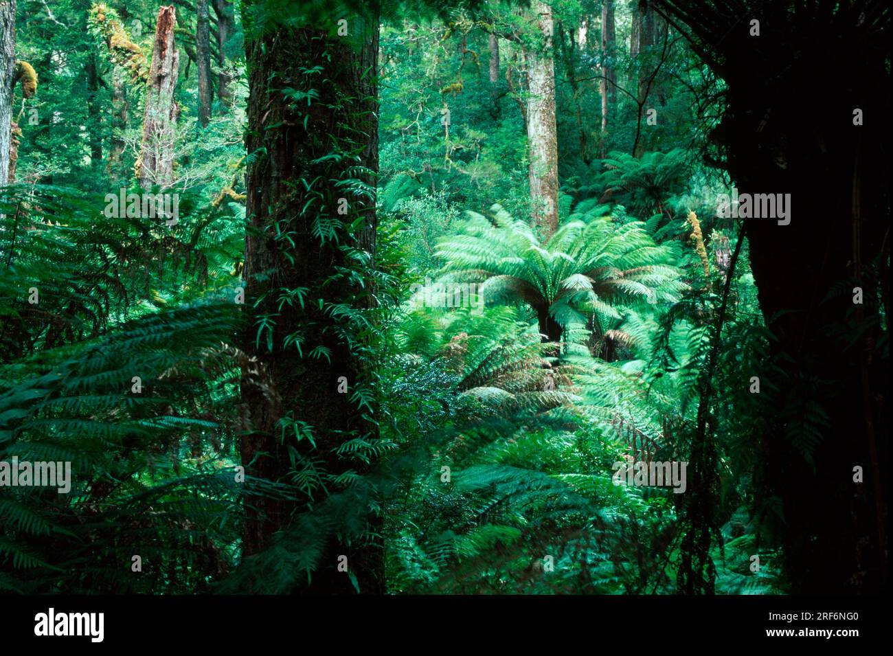 Australia victoria forest wooded park hi-res stock photography and ...