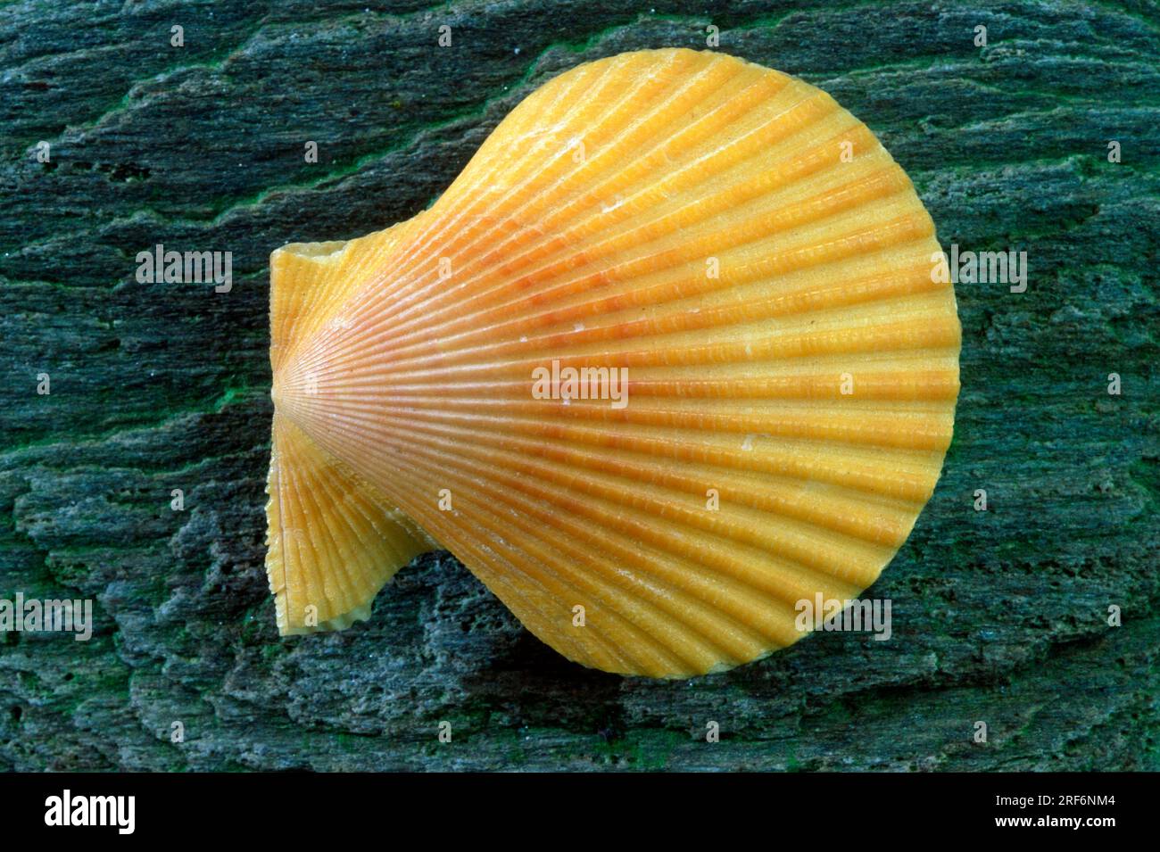 Scallop shell, scallop shell, scallop shell, detachable Stock Photo - Alamy
