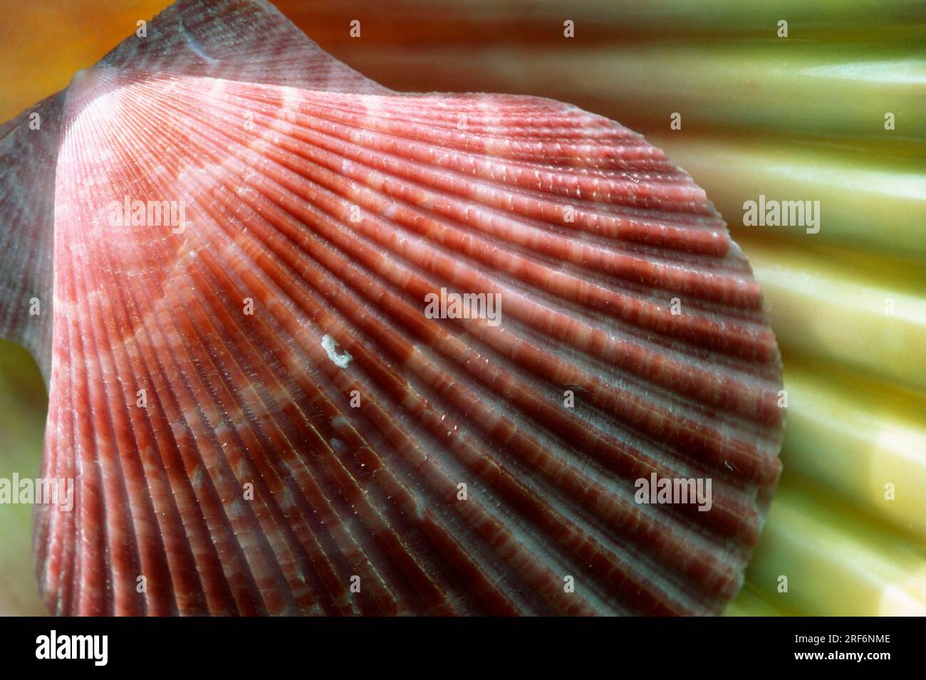 Scallop shell, scallop shell, mussel shell Stock Photo - Alamy