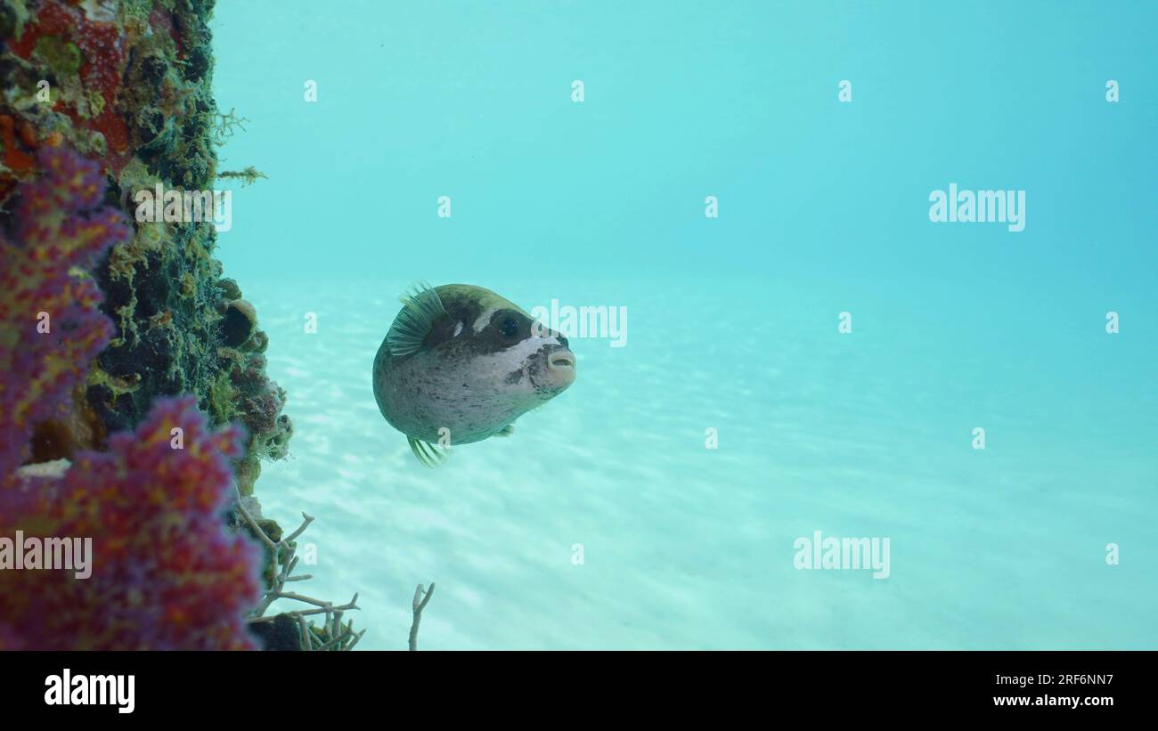 Puffer fish swims next to coral-covered pier. Masked Puffer (Arothron ...