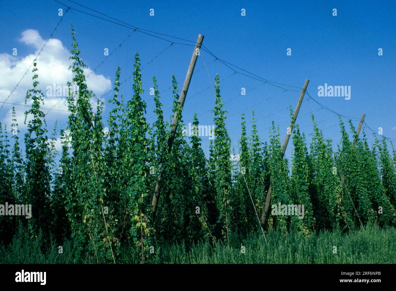 Hop plantation, Hallertau, Bavaria, common hop (Humulus lupulus ...
