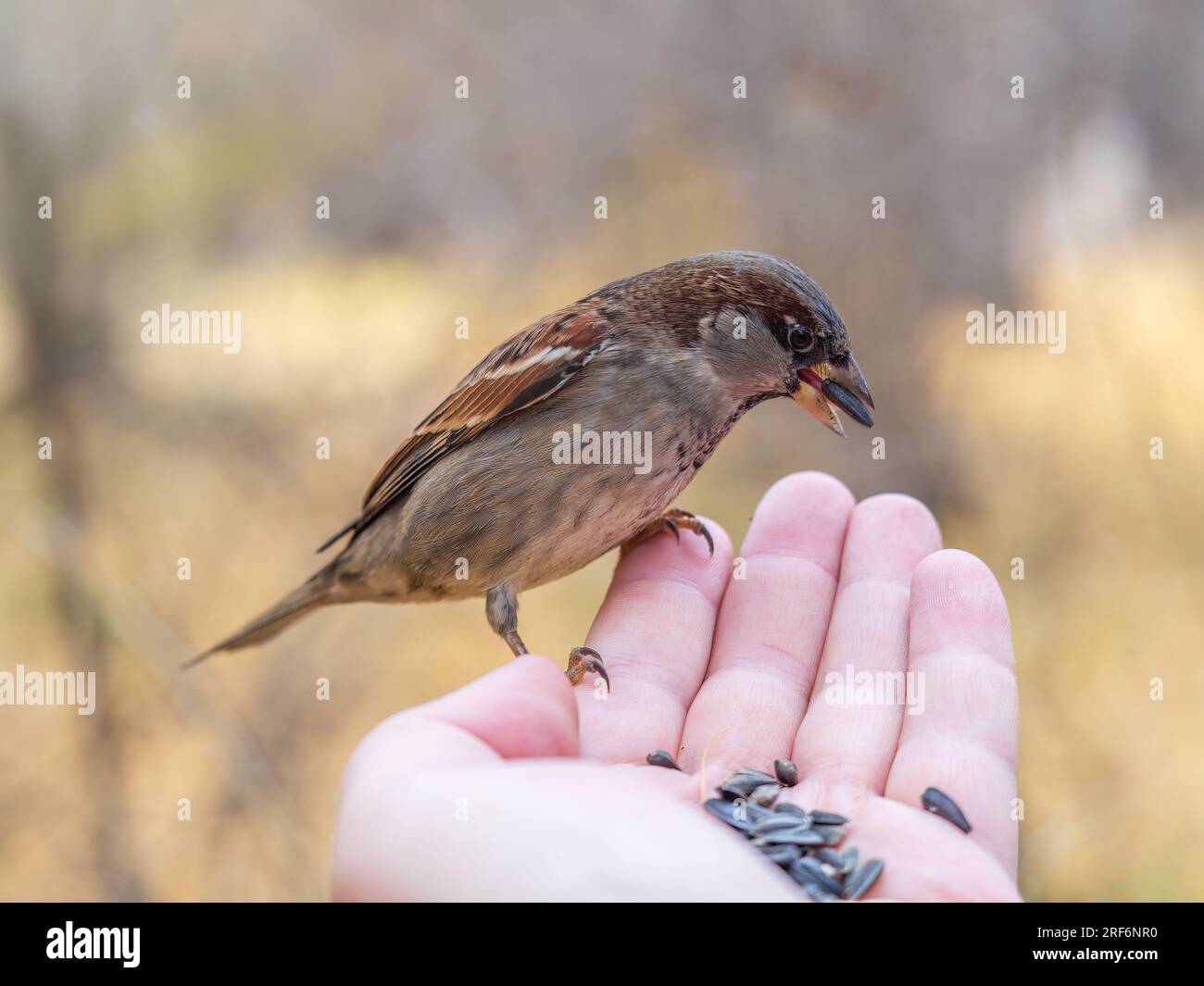 Sparrow eats seeds from a man's hand. A Sparrow bird sitting on the ...