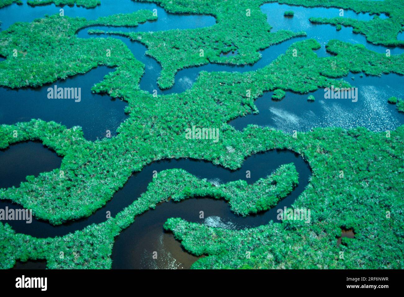 Water arms in the mangrove forest, Everglades National Park, Florida ...