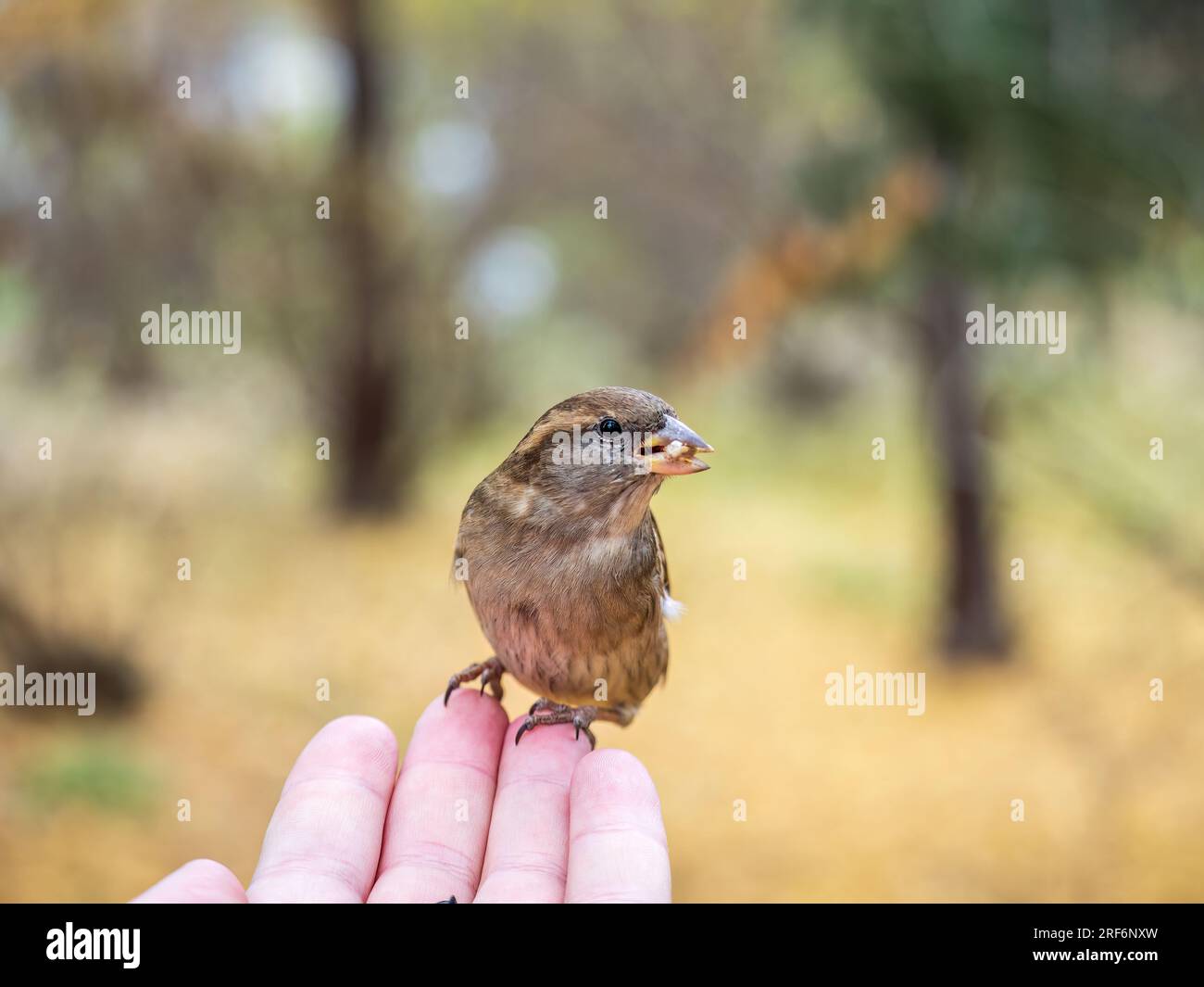Sparrow eats seeds from a man's hand. A Sparrow bird sitting on the ...