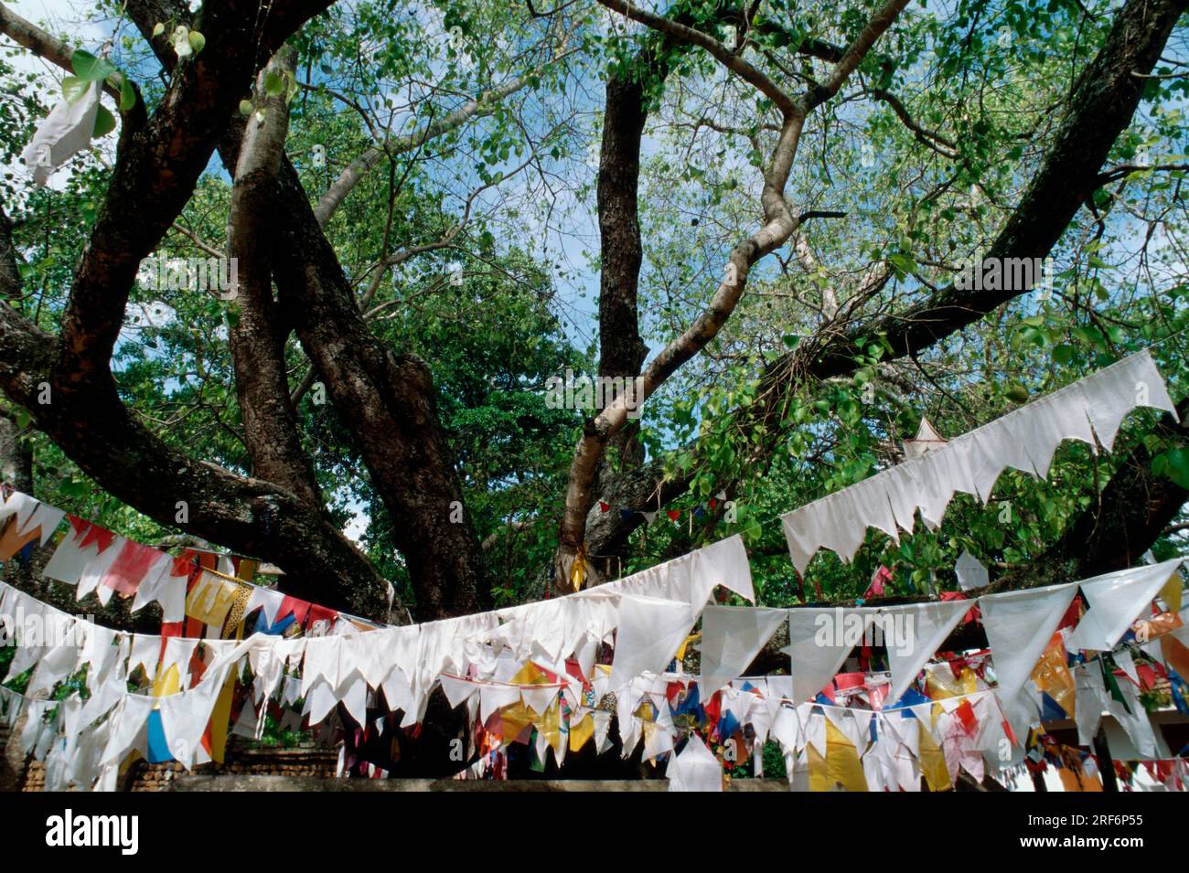Decorated poplar fig, Anuradhapura, ficus religiosa (Ficus religiosa ...