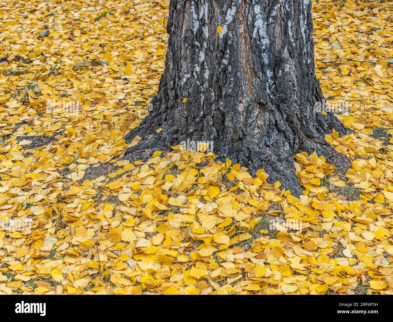 Orange and yellow fallen leaves under a tree. Autumn background with ...