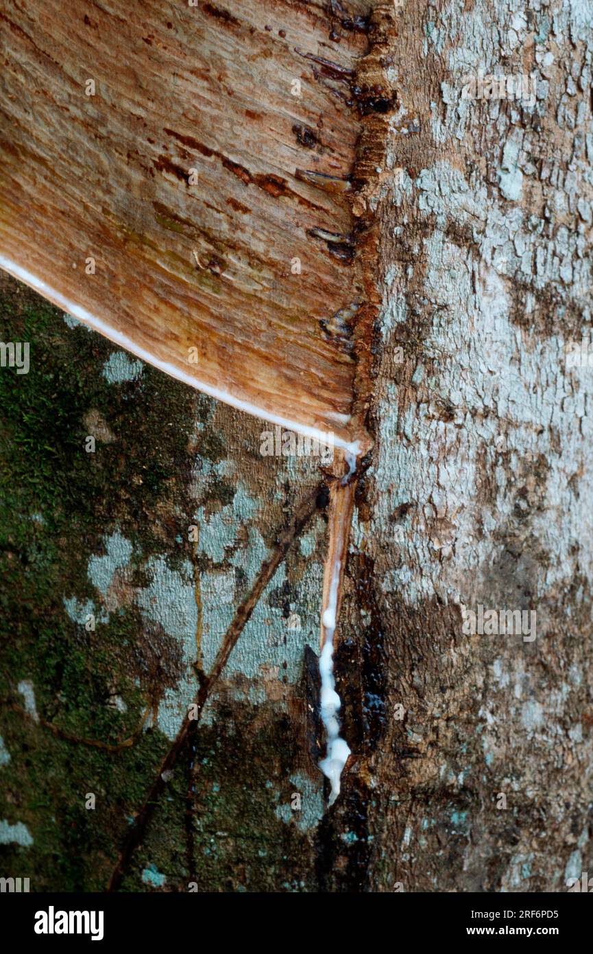 Rubber tree (Hevea brasiliensis), tree bark with cut for latex ...