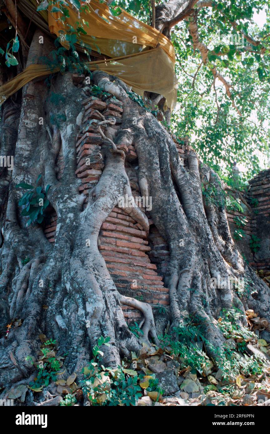 Bo tree hi-res stock photography and images - Alamy