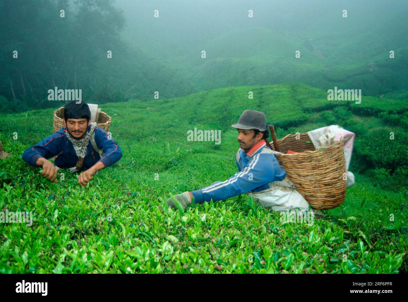 Men picking tea, tea plantation, Malaysia, tea harvest, tea pickers ...