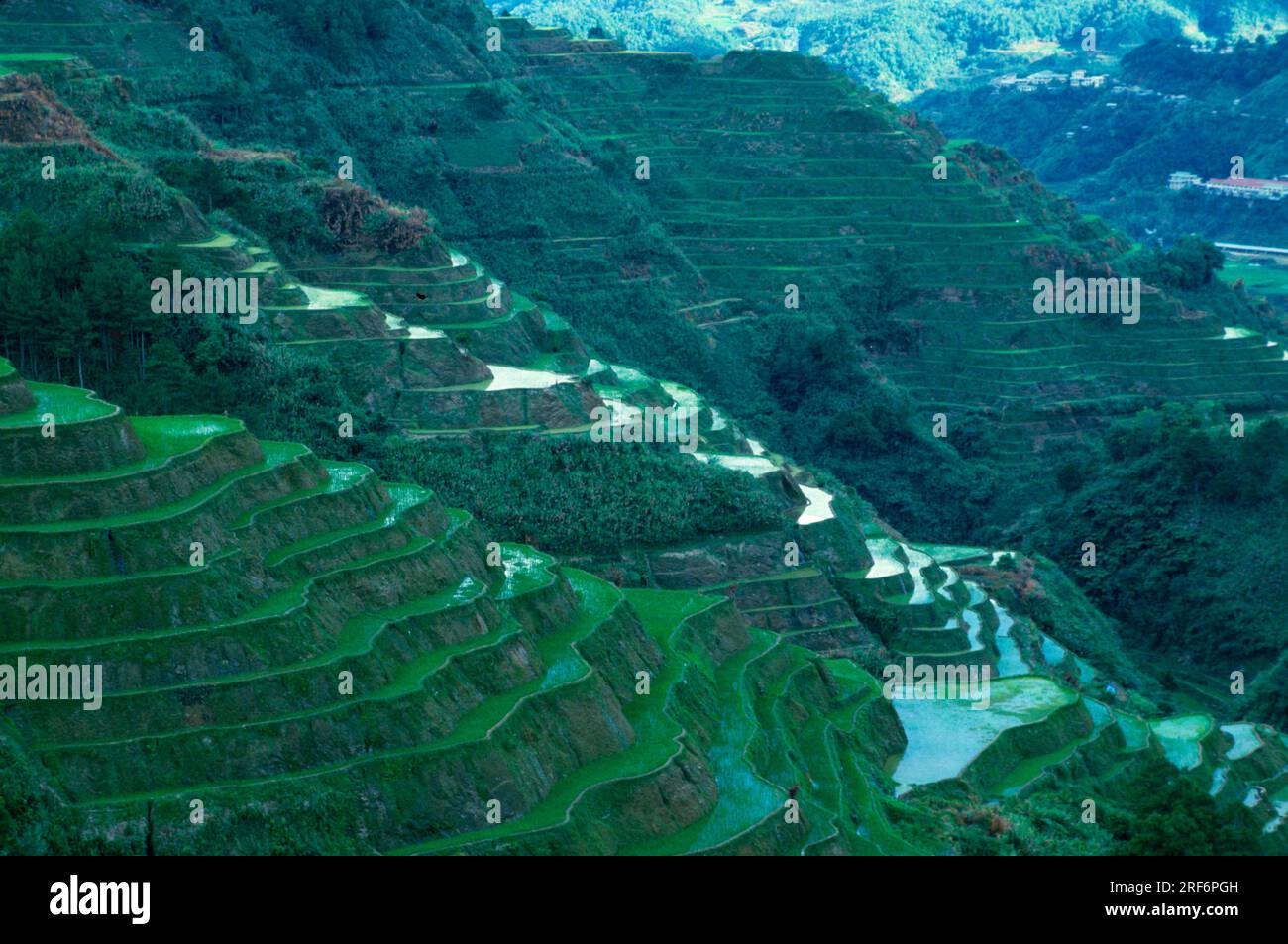 Rice terraces, Banaue, Northern Luzon, Philippines, rice field, paddy ...