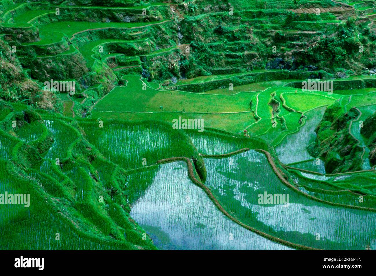 Rice terraces, Banaue, Northern Luzon, Philippines, rice field, paddy ...