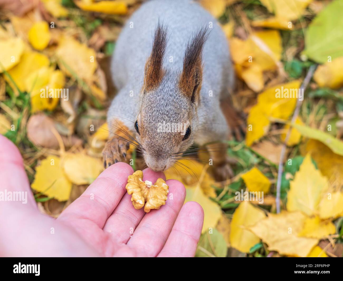 A squirrel in the autumn eats nuts from a human hand. Eurasian red ...