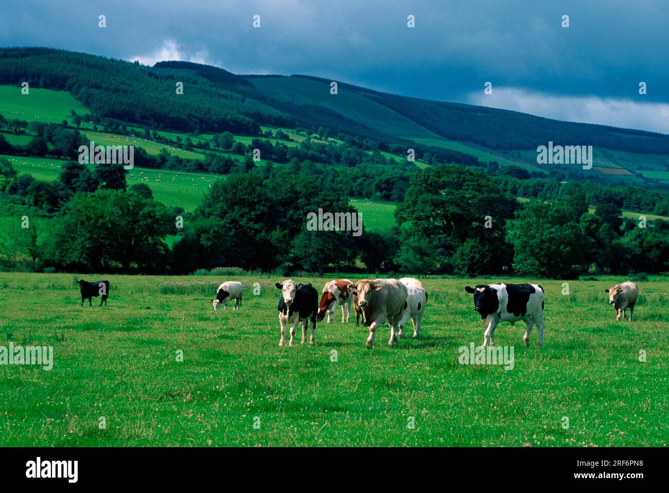 Domestic cattle on pasture, Ring of Kerry, County Kerry, Ireland, cow ...