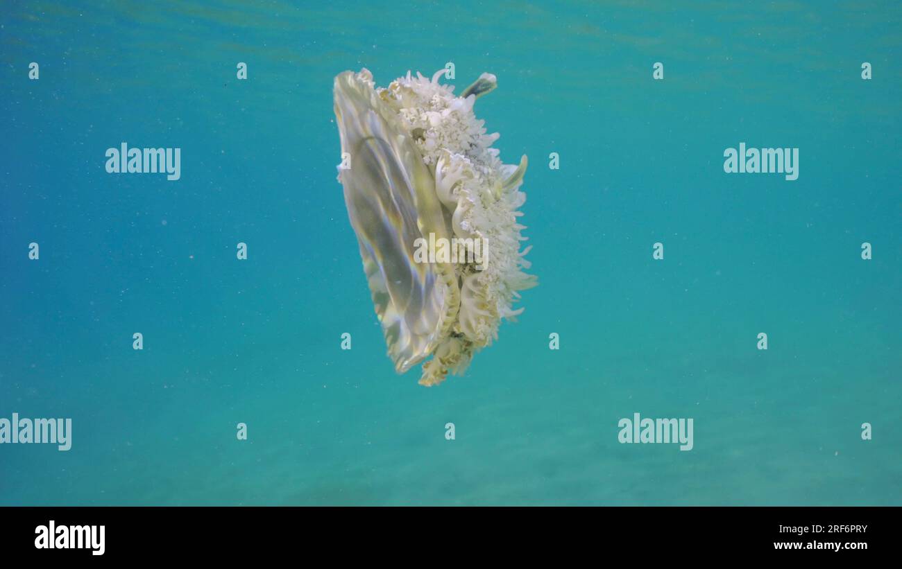 Close up of Upside Down Jellyfish (Cassiopea andromeda) swimming in ...